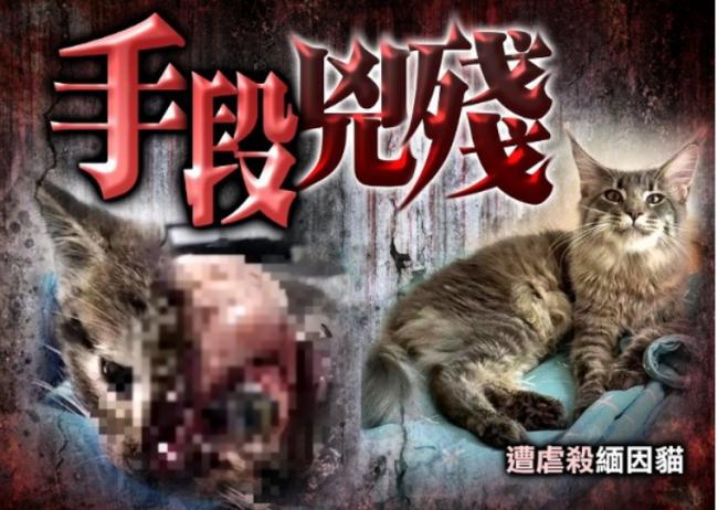 成都青年活剥猫皮,父母疑助虐殺 八闋